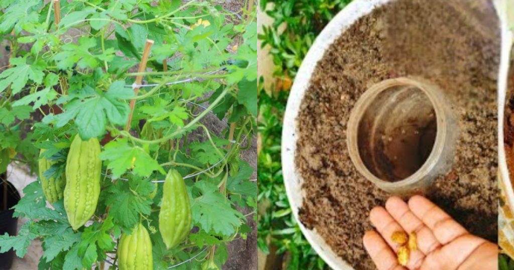 പഴയ പെയിന്റ് ബക്കറ്റ് ഇനി ചുമ്മാ കളയല്ലേ.!! ഒരൊറ്റ ബക്കറ്റ് മതി എത്ര ...